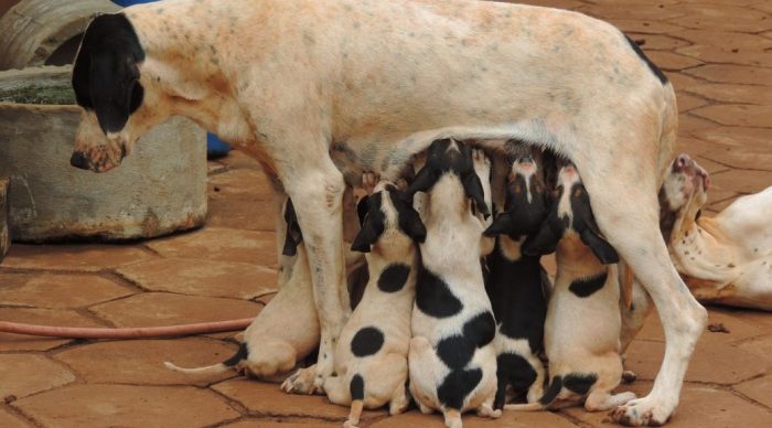 how do dogs give birth – Dr Erik Johnson – Veterinarian