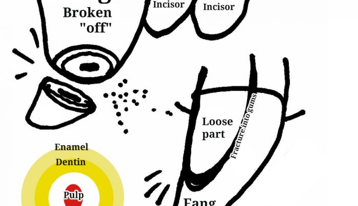 Broken Tooth in Canine Patient Client Communication – Dr Erik Johnson ...