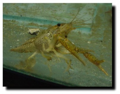 Care and Feeding – Crawdads (Crayfish) as pets – Dr Erik Johnson ...