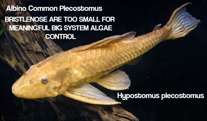 String Algae Control – The Common Plecostomus (Not Bristlenose) – Dr ...