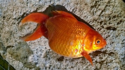 Dropsy in Koi & Goldfish – Dr Erik Johnson – Veterinarian