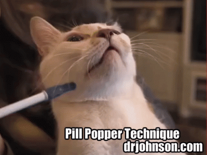 Pilling a Pet (Cat) Video – Dr Erik Johnson – Veterinarian
