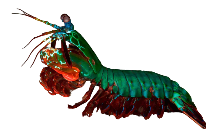 Captive Care of Mantis Shrimp as Pets – Dr Erik Johnson – Veterinarian